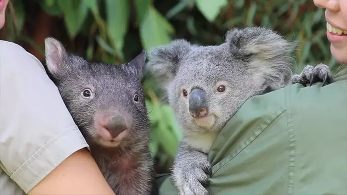 Koala1.jpg।