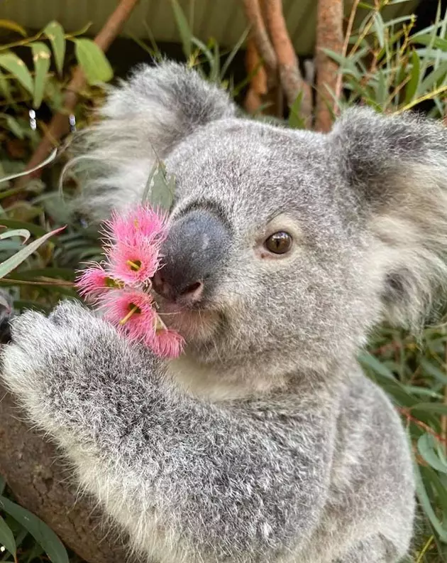 Koala3.jpg।
