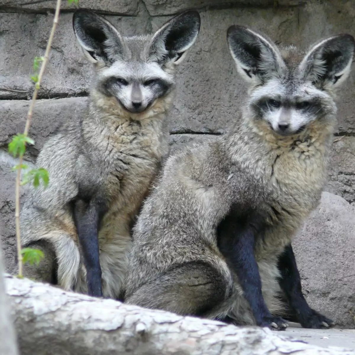 Bulk Fox: Kas yra žvėris?