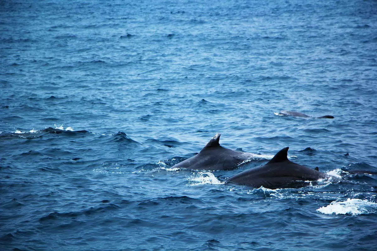 Um número recorde de golfinhos morreu na costa da Crimeia do Mar Negro