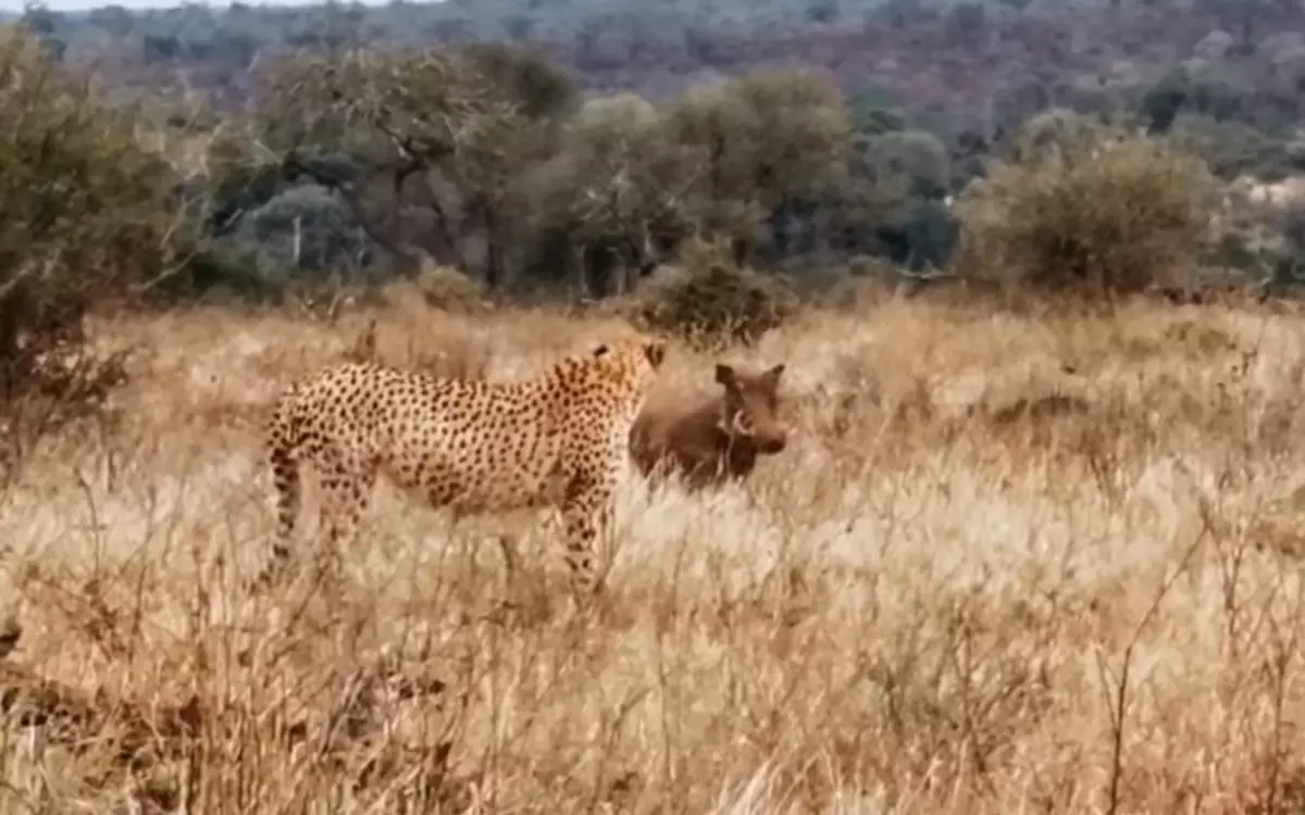 Warthomiers memilih mangsa dari cheetah: video