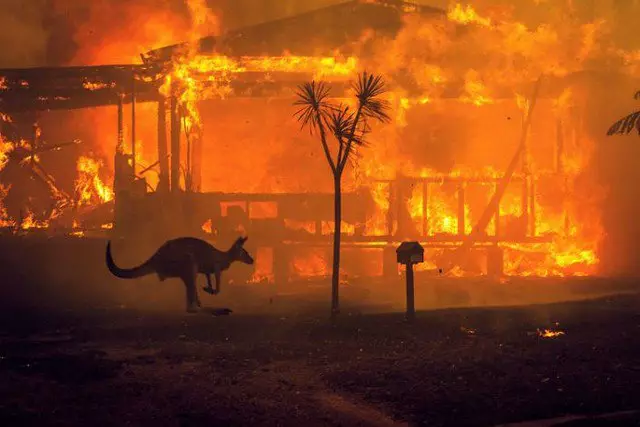 Австралийн нутаг дэвсгэрийн түймэр дээр, амьтдын тоо 10 удаа буурчээ