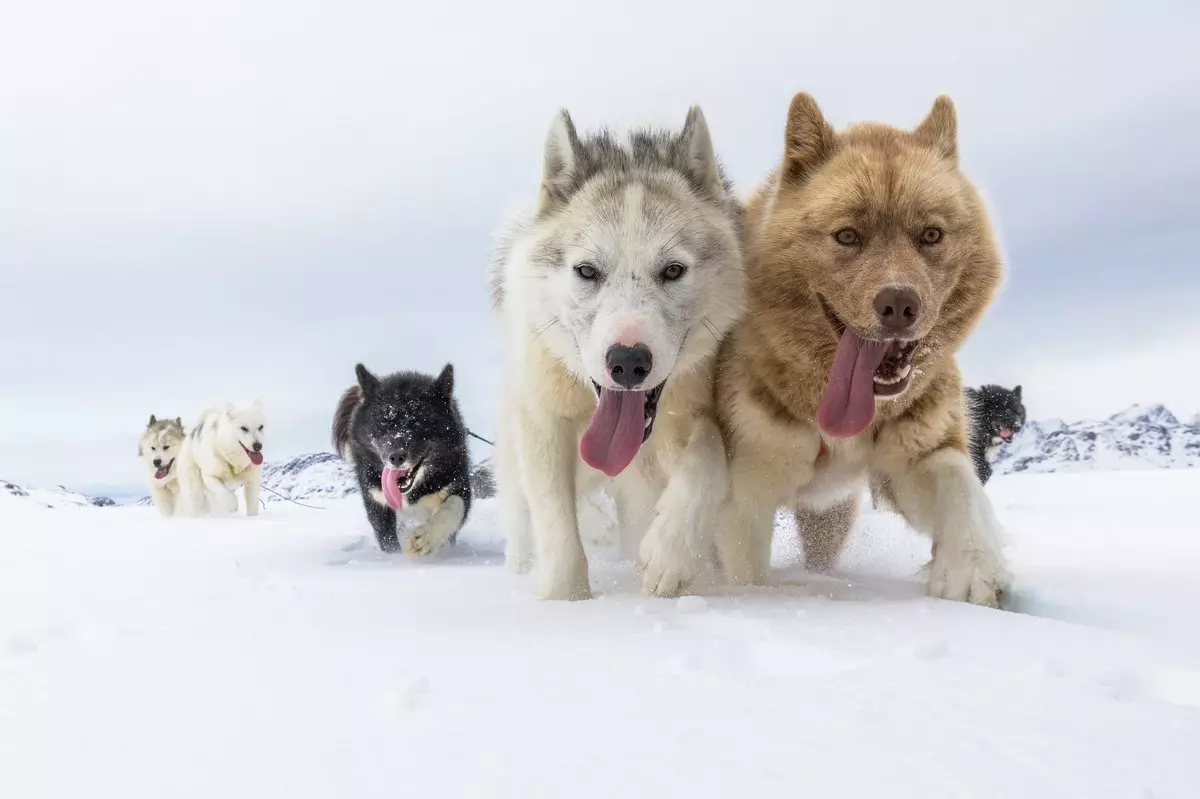 Di mana dan apabila anjing menunggang pertama muncul