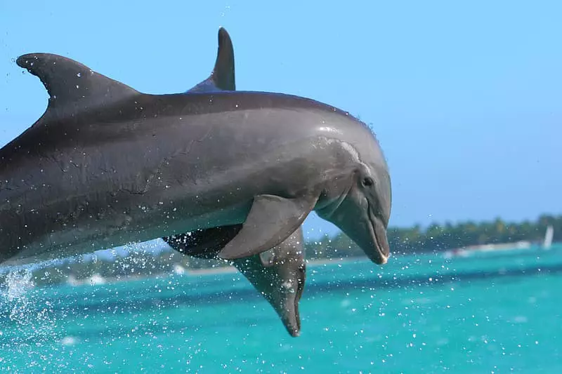 Los delfines son capaces de aprender a buscar compañeros.