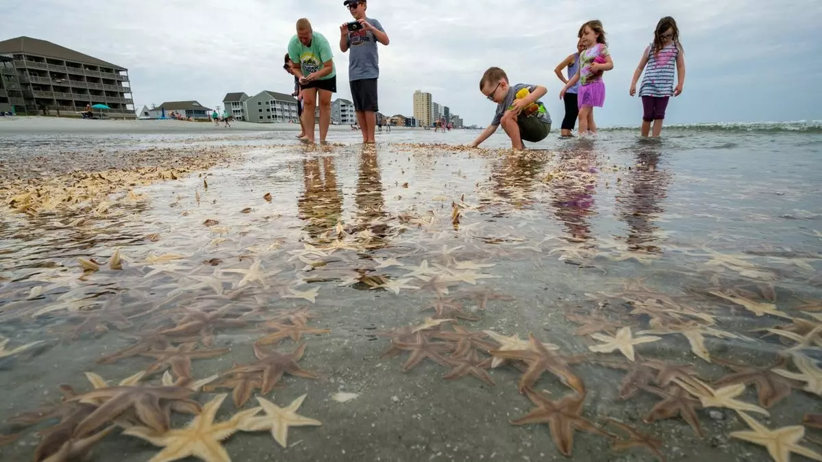 Kumanaan xiddigood oo badar ah ayaa lagu maydhay xeebta South Carolina Beach: Fiidiyow