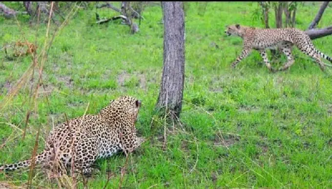 Внезапна среща на Cheetah и Leopard в африканската савана: видео