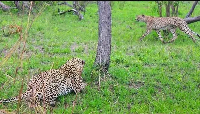 Cheetah နှင့် Leopard.jpg ။