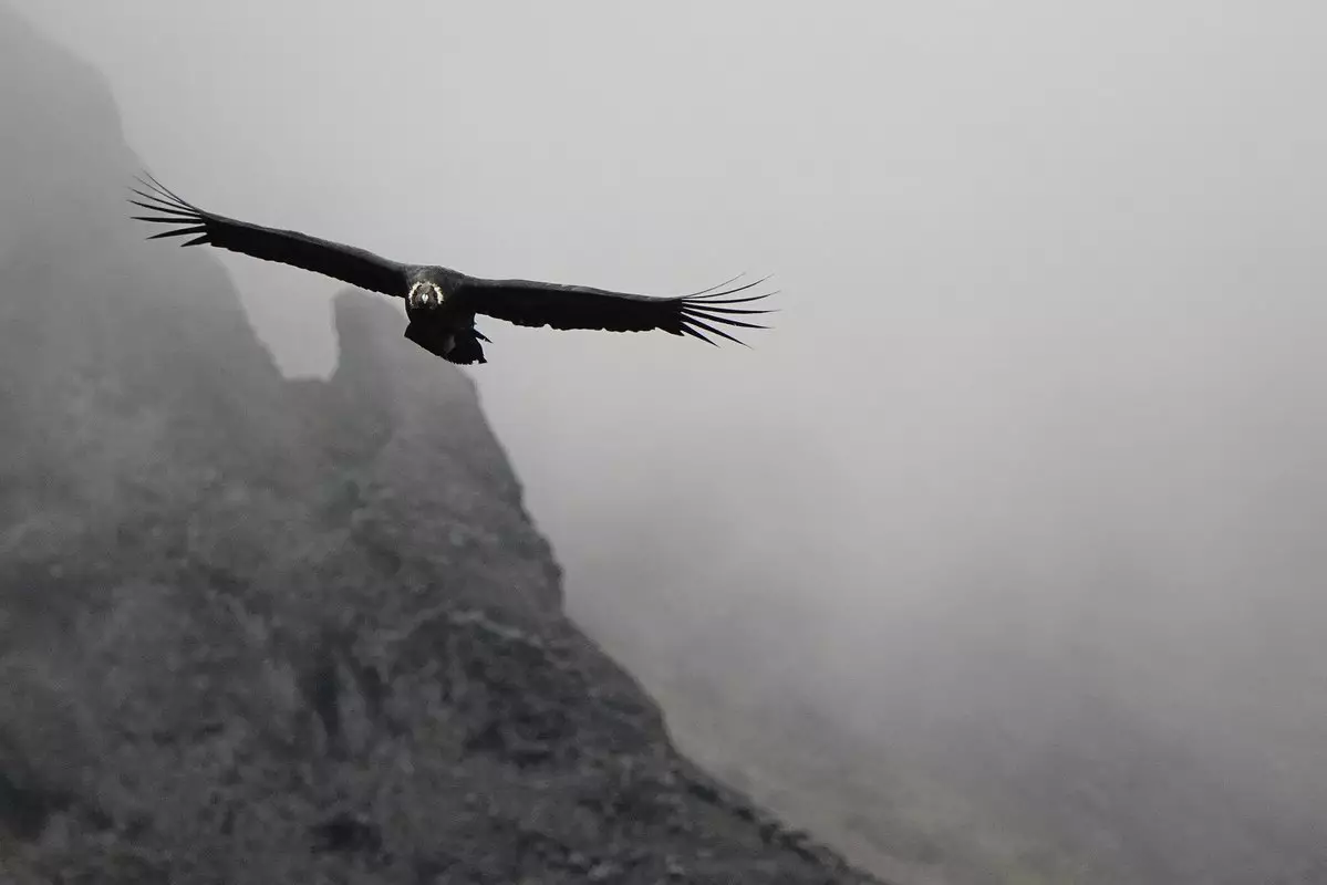 Andean Kondors- ը կարող է օդում բարձրանալ, երբեք թեւեր չթողնելով: Ինչպես