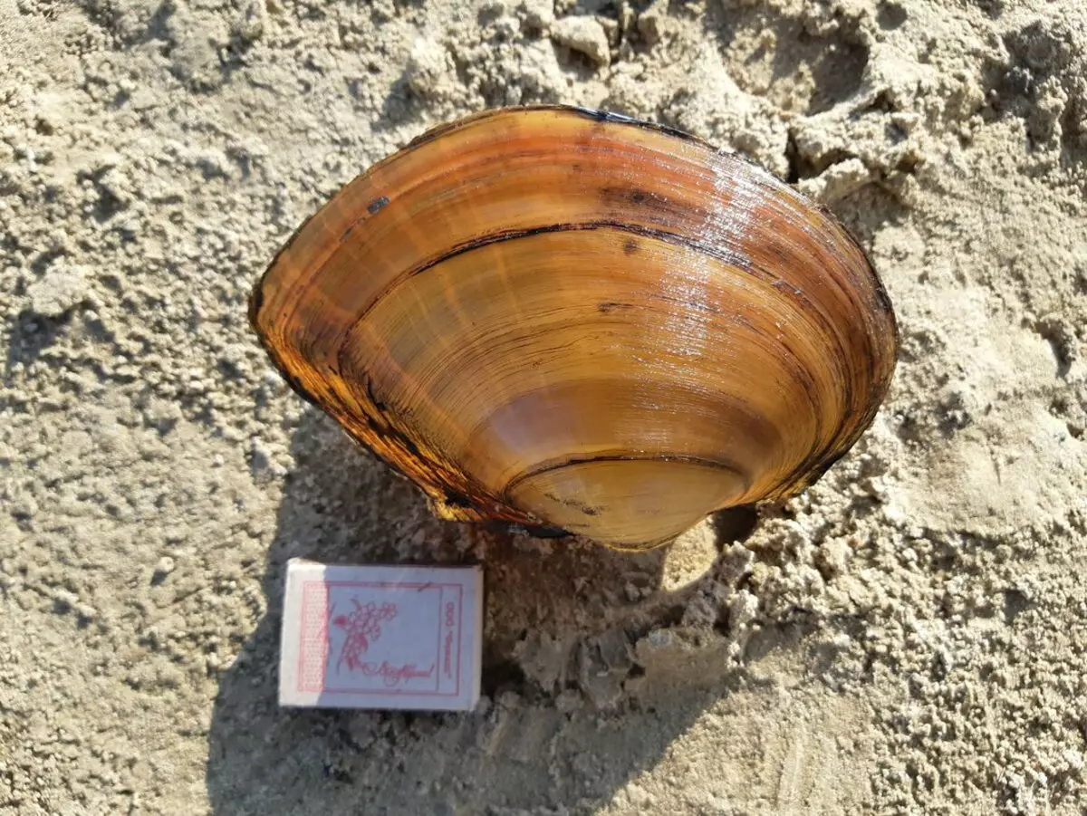 Giant invasive mollusks mula sa China nagbabanta sa ecosystem ng Volga