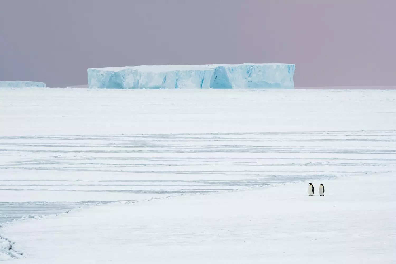 Penguin Imperial: Dalam perjalanan kepunahan