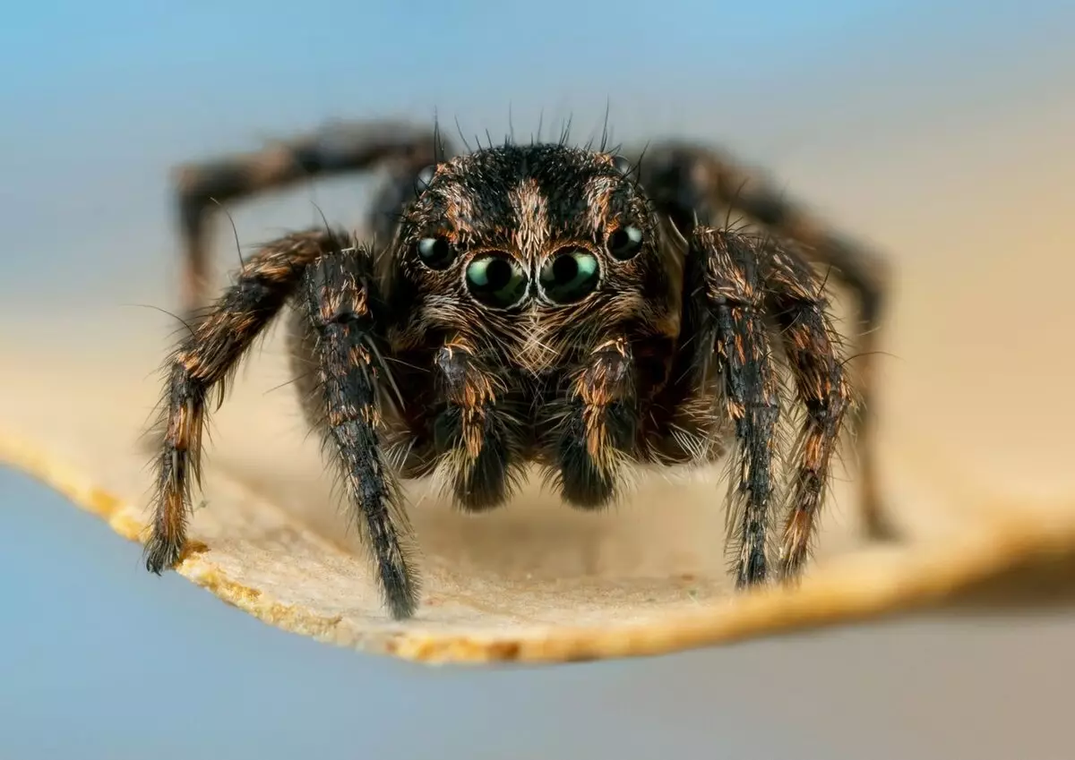 Fuerscher vum Novosibirsk huet den neie Genus vu Spanner beschriwwen