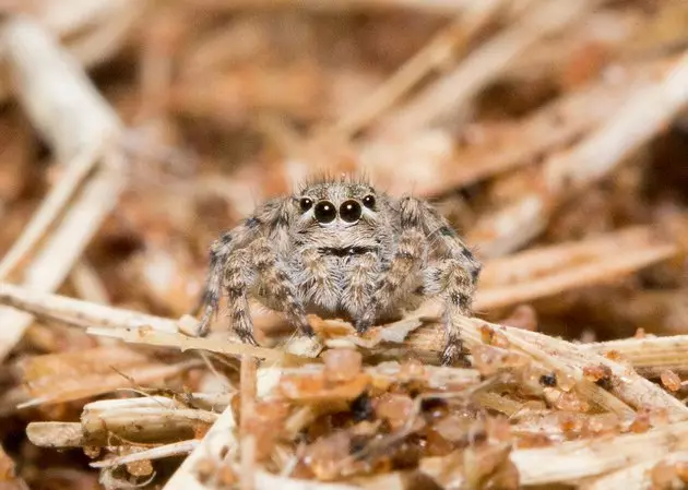 Female Manzuma petroae