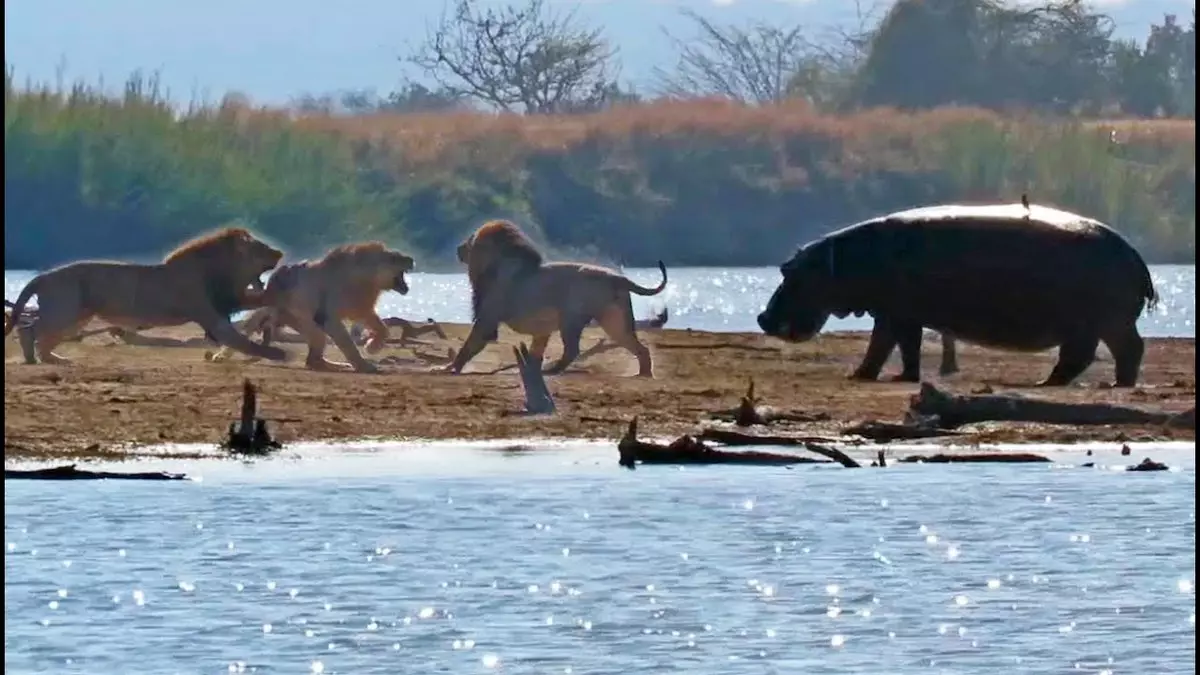 Kumaha singa ngahukum pelanggaran Border: Video kejam