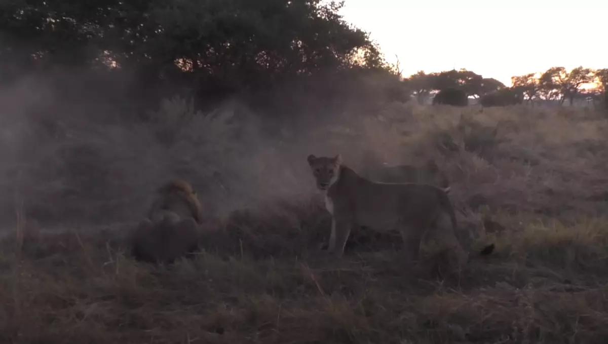 Guidensian imbwa kunyengera neShumba Simba: Vhidhiyo