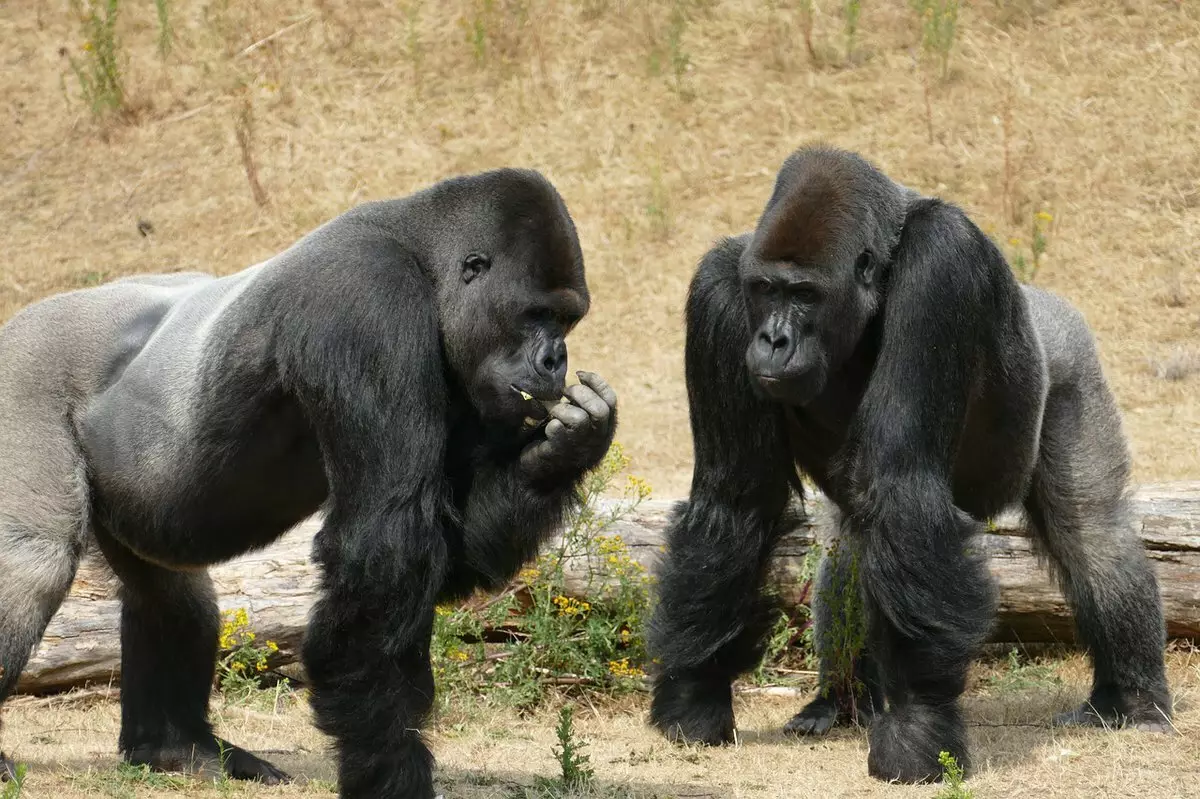 Az ember barátságos viszonyaiban és Gorillas sok gyakori volt