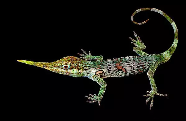 Ikibazo Analis: Lizard