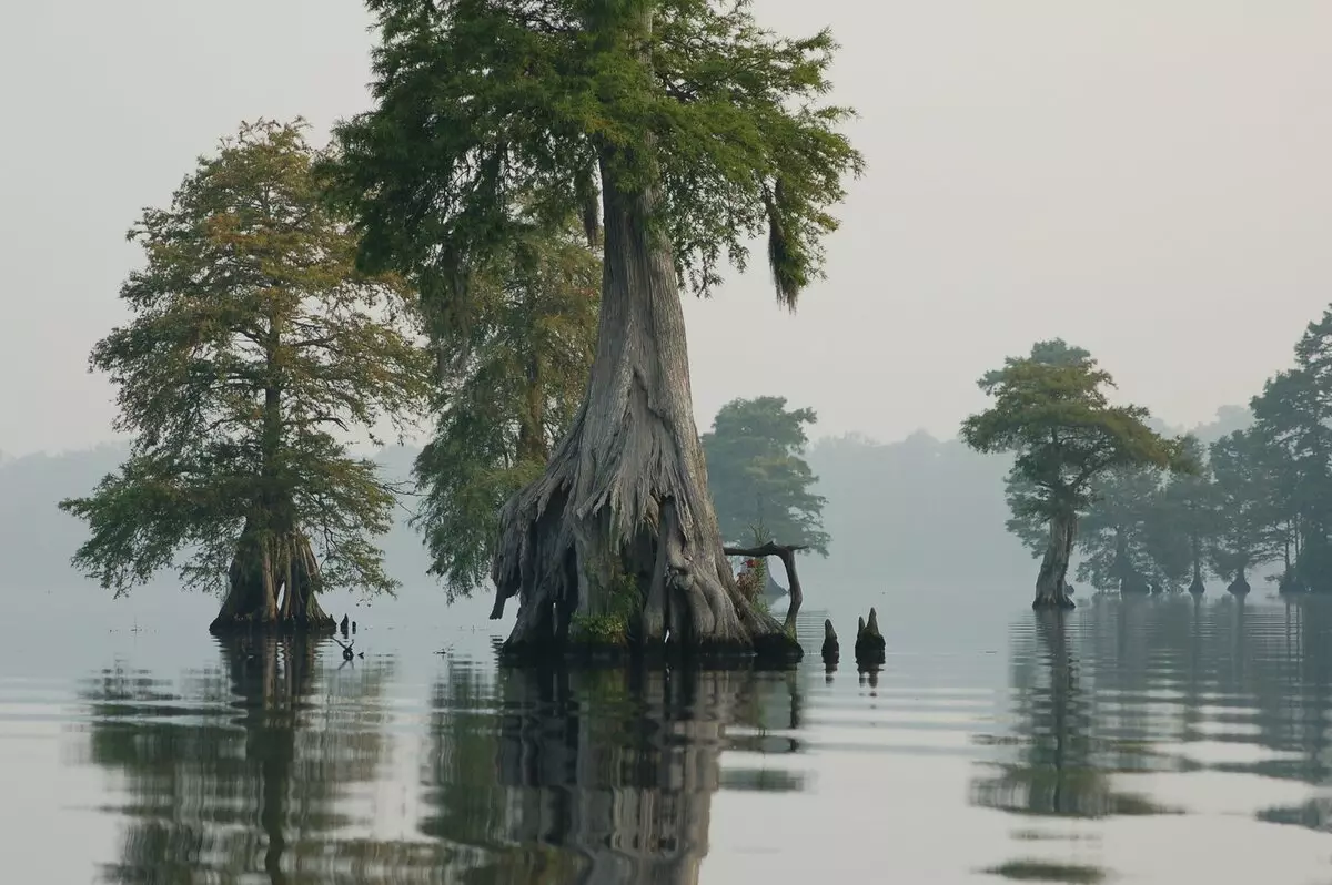 Photo_of_the_week _-_ great_dismal_swamp_national_wildlife_refuge_ (ভিএ) _ (4578425529) .jpg