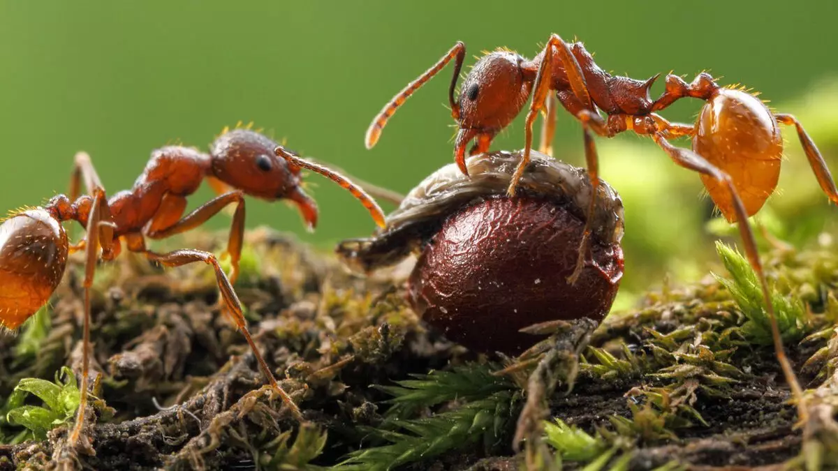 "Anti-gardeners" can not only plant seeds, but also to conduct their selection