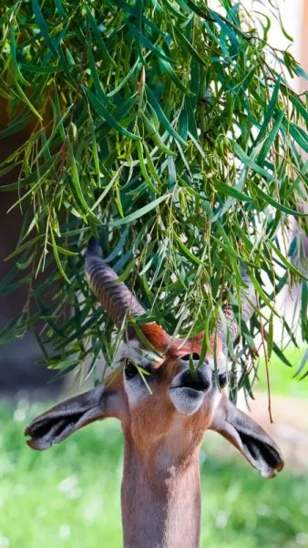 É possível e em pé: como Gerenuki comer