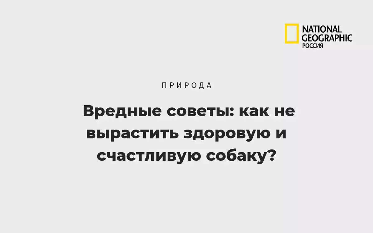 Torohevitra mahatsiravina: Ahoana ny fomba tsy hahalehibe alika salama sy sambatra?