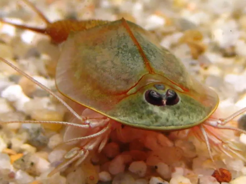 Triops Cancriformis da orain izaki bizidunen zaharrena. Hau Guinness Diskoa da