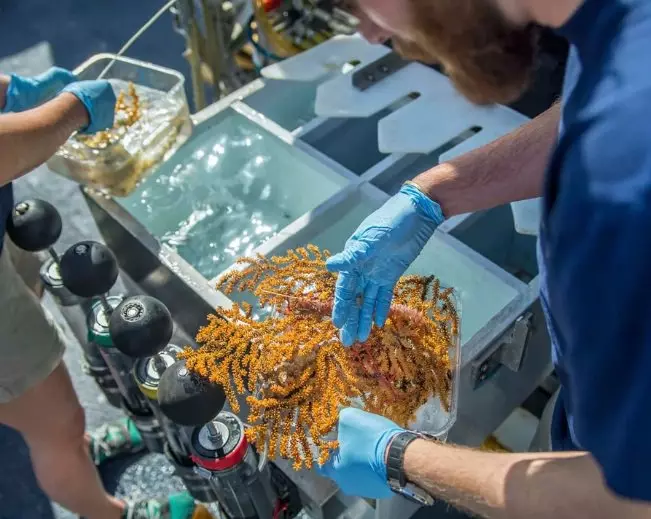 Il-Gżejjer Galapagos sabu 30 tip ġdid ta 'forom ta' ħajja tal-fond