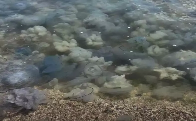 Lebopo la leoatle la Azov le fetotse "kisel" ka lebaka la Borgeon Jellyfish: Video