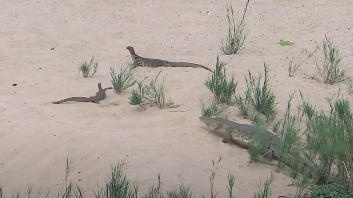 Crocodile amalondera mazira kuchokera ku Varanov: Video