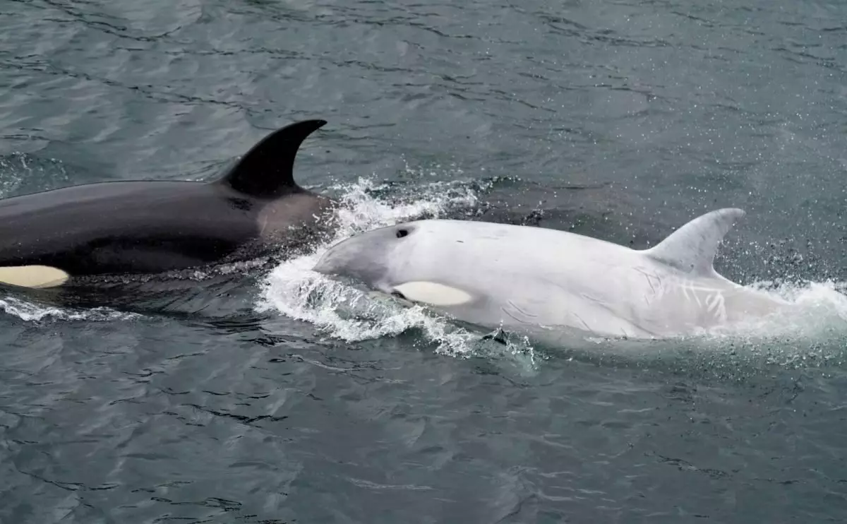 Ang Rare White Kojawka nakamatikod sa mga baybayon sa Alaska: Video