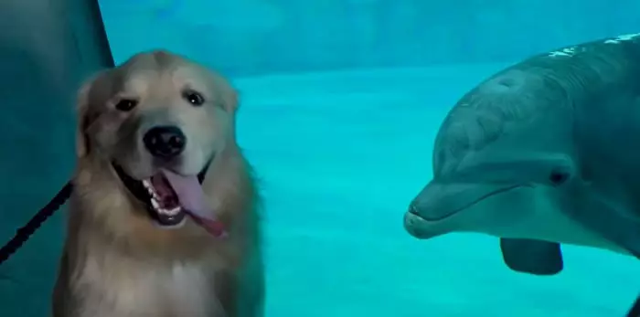 Golden-Retrier-Realier-Dolphin-Great-Friend-Friends-Friends-Friends-five-friends-5f3e227f7b895__700.jpg