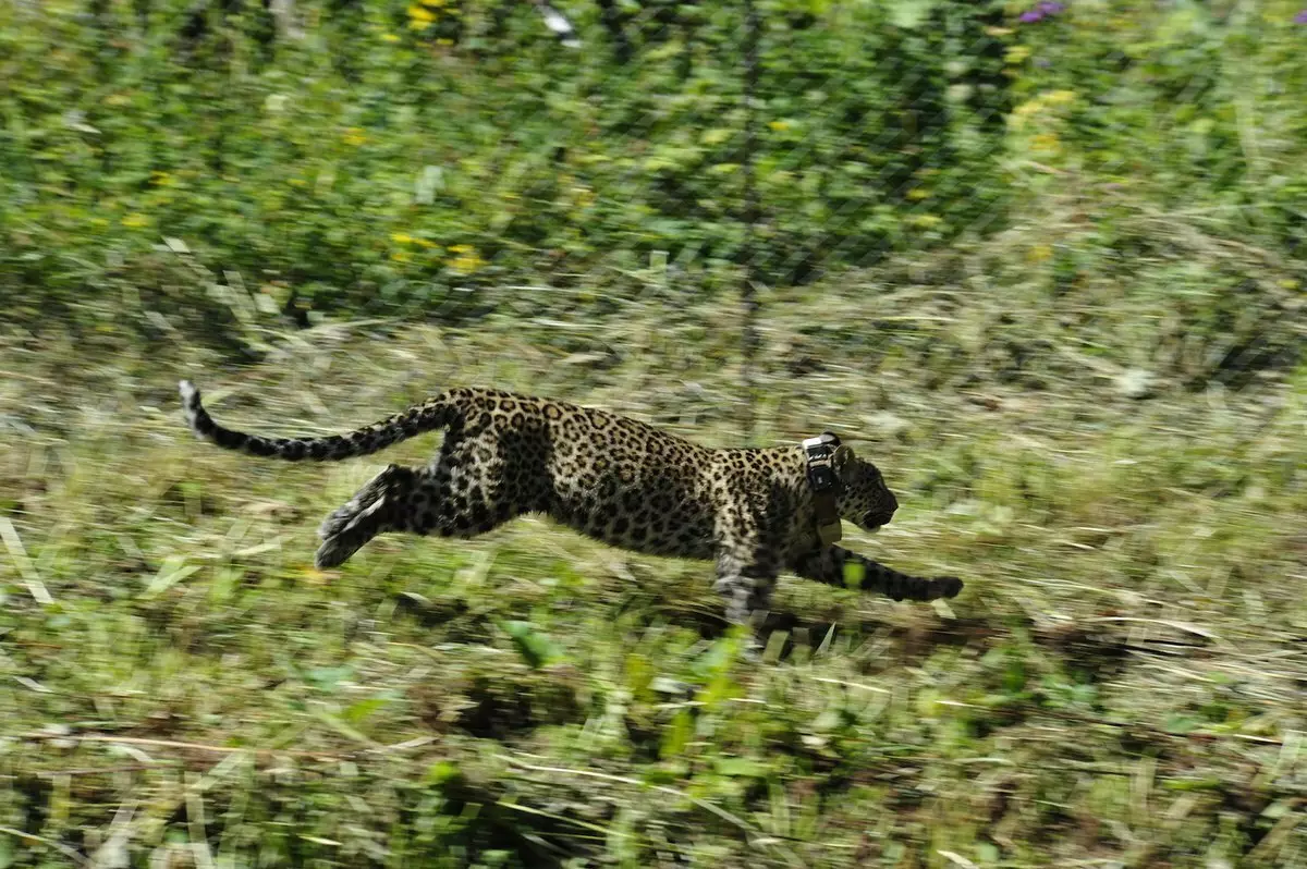 Mu Caucasus, ma leopards awiri adamasulidwa mu chilengedwe chakuthengo: Chithunzi ndi kanema