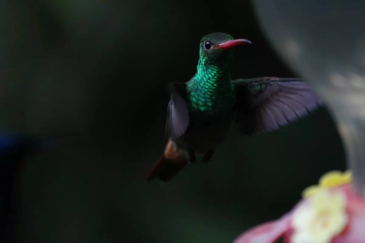 Kamoo hummingbird e ka fofa ka liphororo