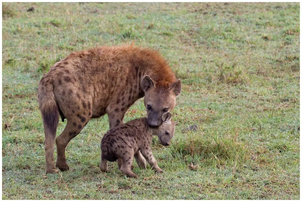 تاسو ولې د hyena ښځينه وژني