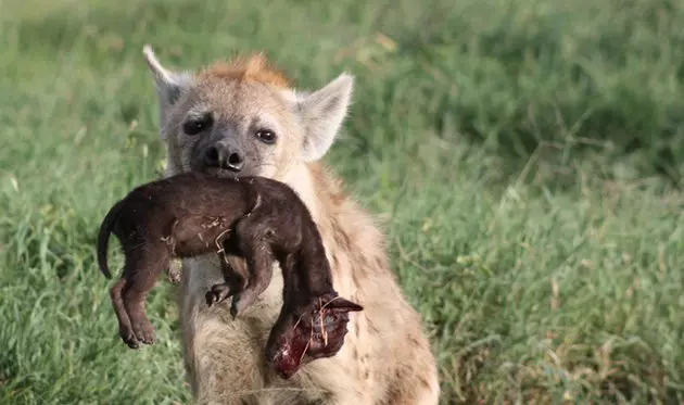 Hyena en Cubs.jpg.