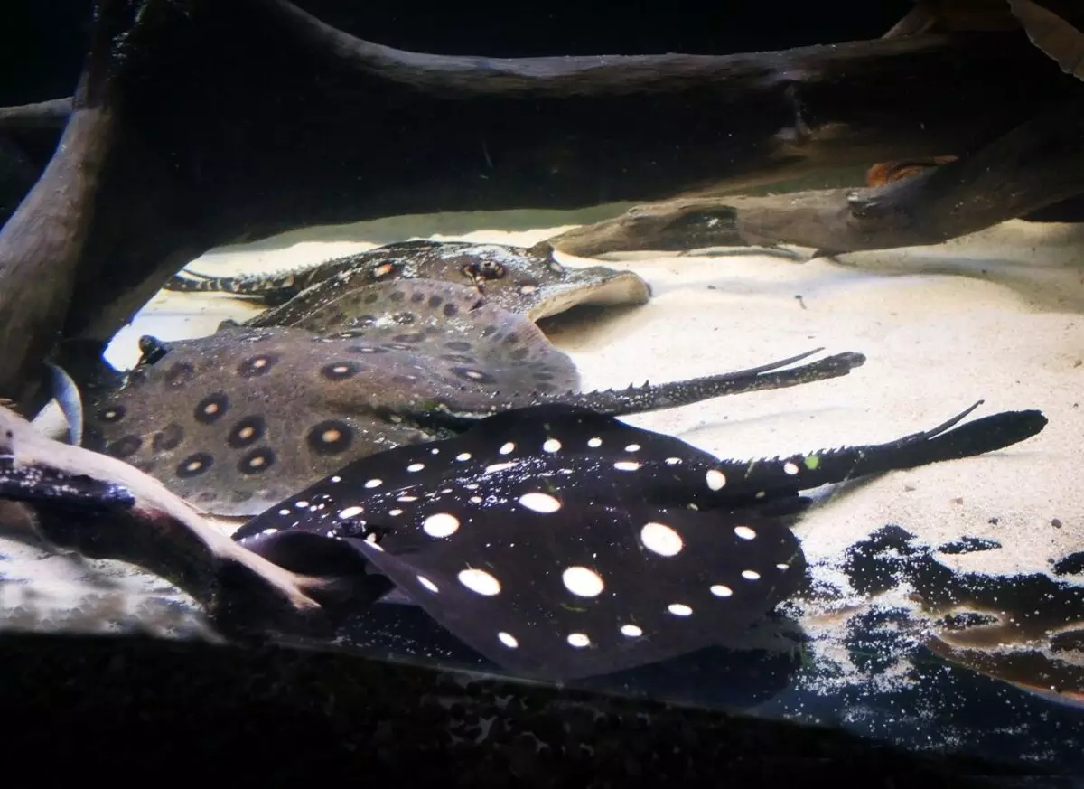 In the Moscow zoo, kids were born to a poisonous skate-tail