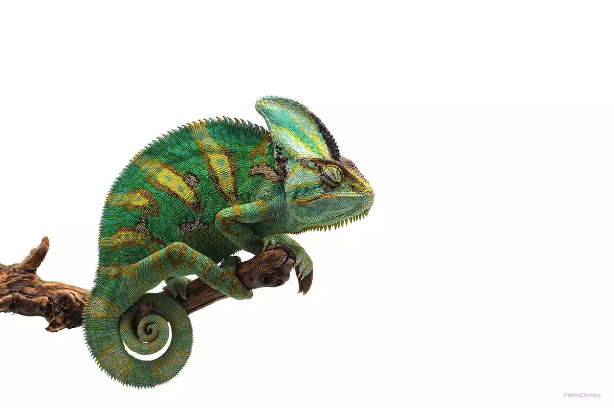 Luqadda midabka: Maxaa Chameleons dhab ahaan u beddelaan midabkooda