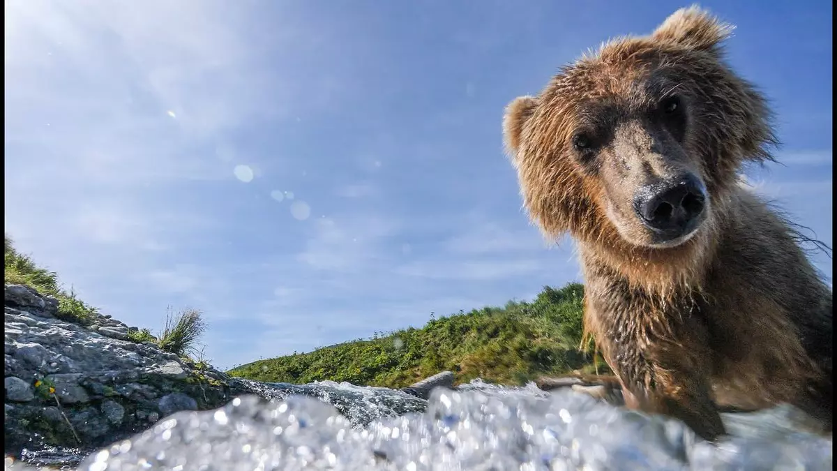 Ο σολομός ρομπότ ακολουθεί το αλιευτικό grizzly: βίντεο