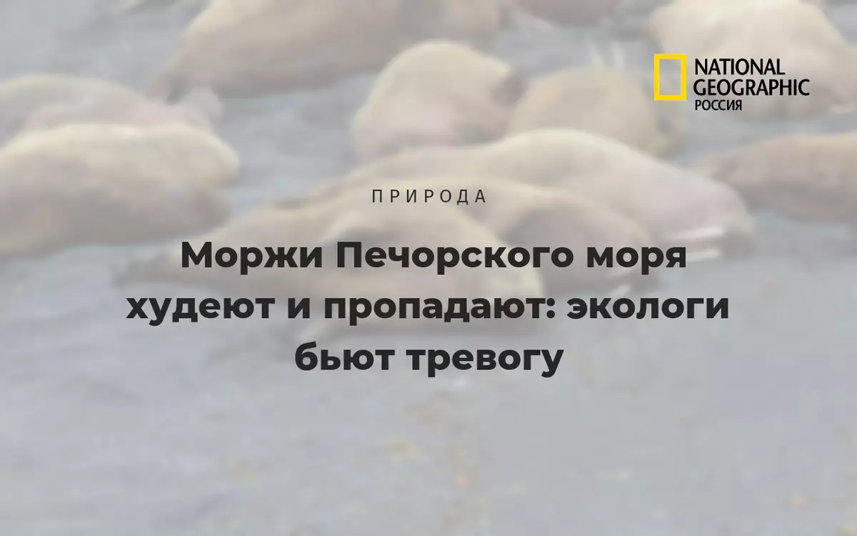 Пехорийн тэнгисийн үрэгдүүлсэн жин walruses алга