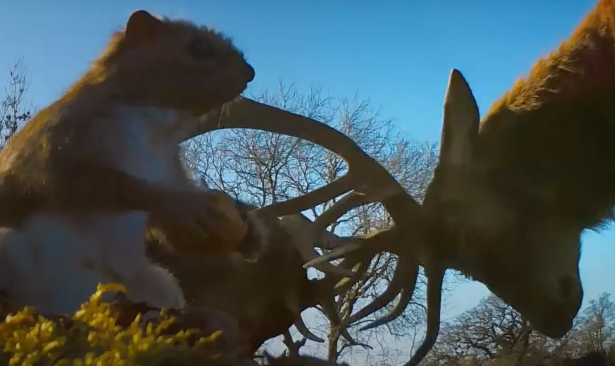 SPY SQUIRREL KIJKEN OP DE FEEL HERTEN VAN DE DIKKELING VAN DE EVENEMENTEN: VIDEO