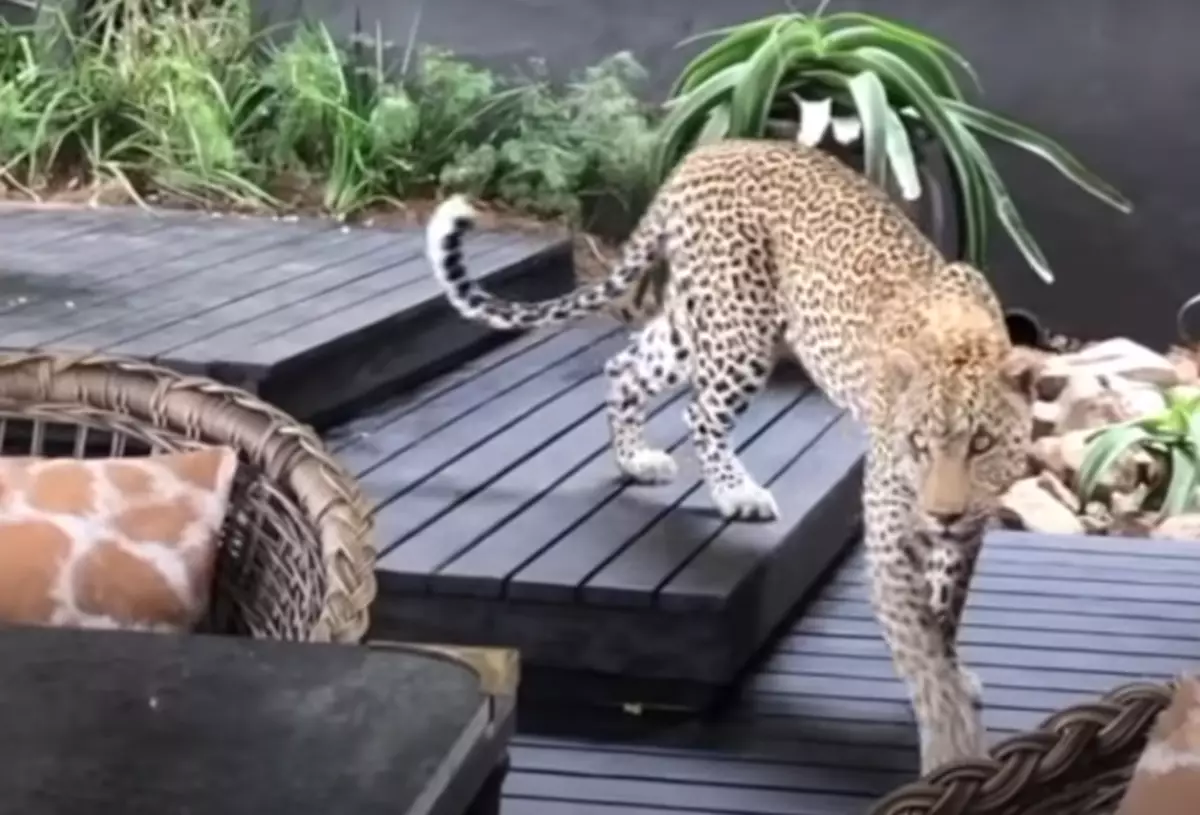 Leopard ġie għar-ristorant Afrikan: Video