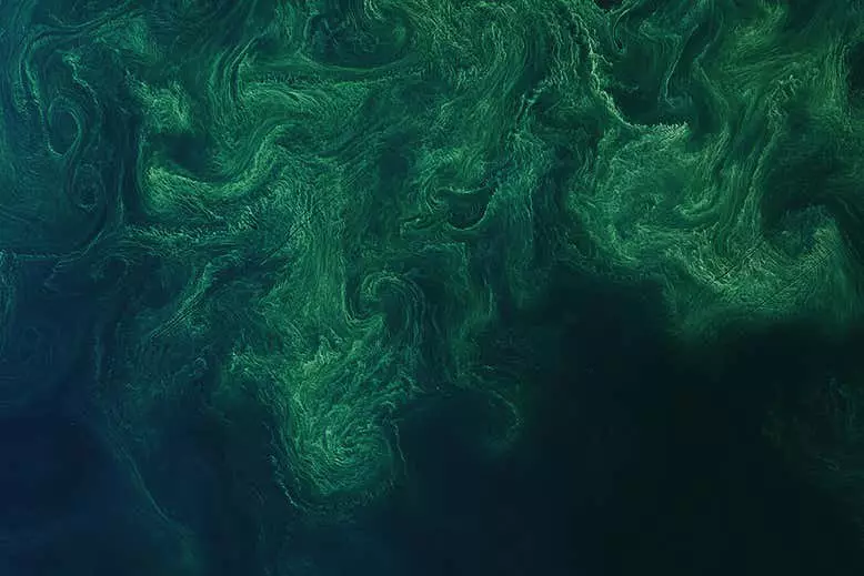 Phytoplankton dekoreret Østersøen med et malakitmønster: Foto