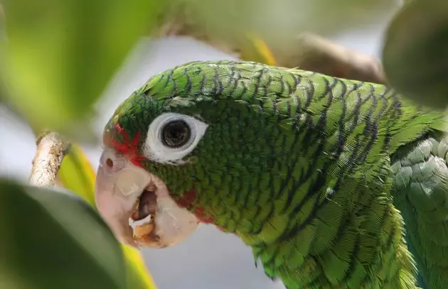 Puertorican Amazon.