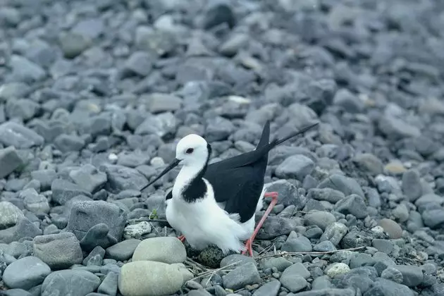 Black stilt