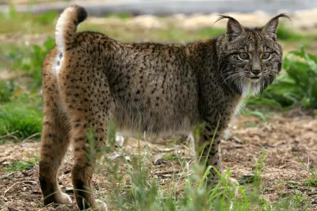 Pyrenean lynx