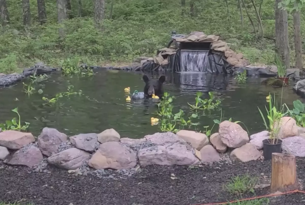 Baribal Hagel an de Weier mat Koi Carp a mat Gummistécker clarops gespillt: Video