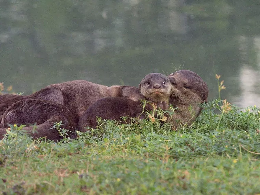 Mga finalists sa kompetisyon sa labing makalingaw nga mga litrato sa wildlife alang sa 2020: gallery