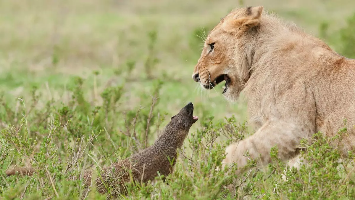 4 Shumba inopesana ne mongoose: mumwe murwi wemunda!