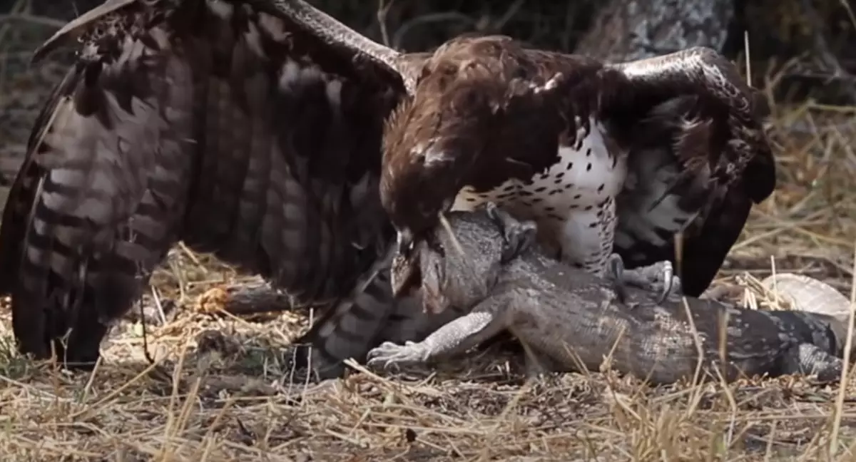 Битката Eagle Лъжата Варана очите по време на нападението: видео