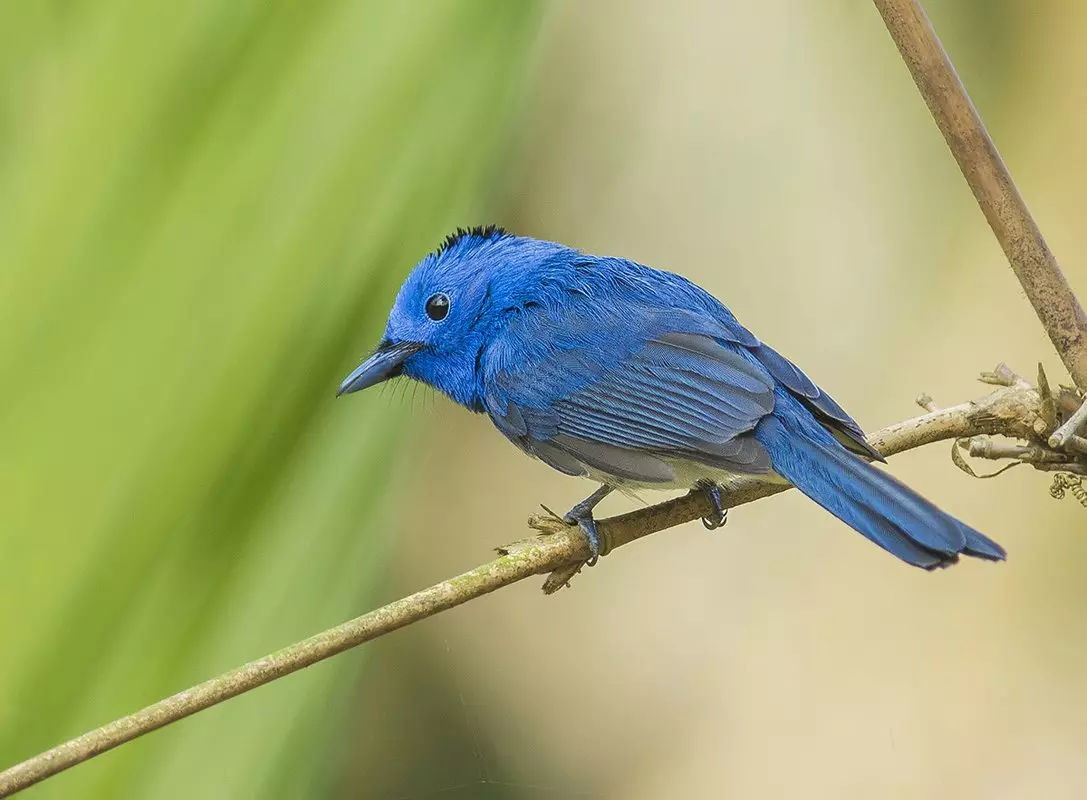 Hvorfor Blue er den lyseste strukturelle farve i naturen