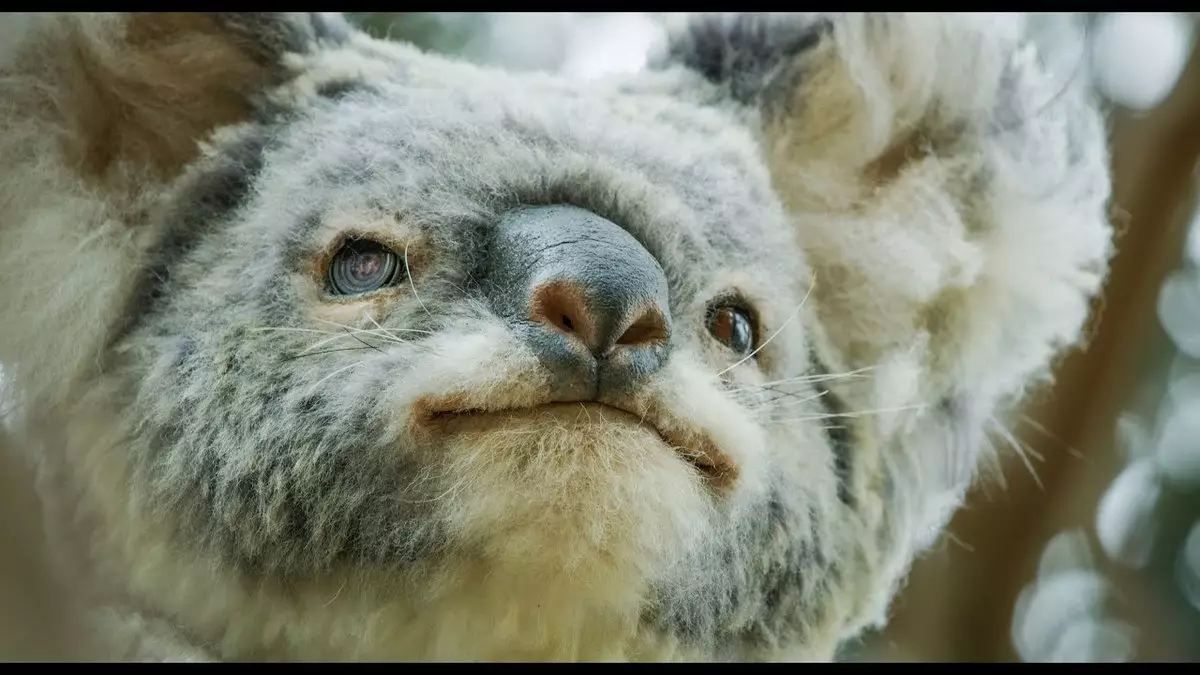 Koala Robot Peeps Ing mburi Fight Fights: Video